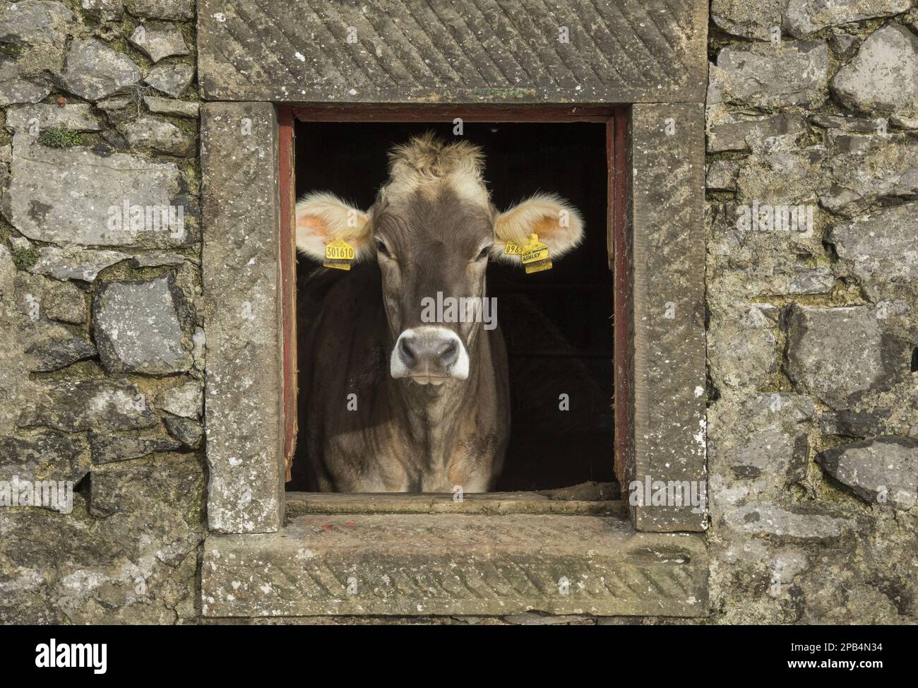 Domestic cattle, Brown Swiss, dairy cow, view through the window in the ...