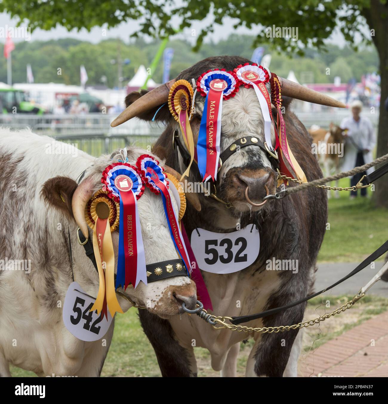 English Longhorn, English Longhorn cattle, purebred, livestock, pets ...