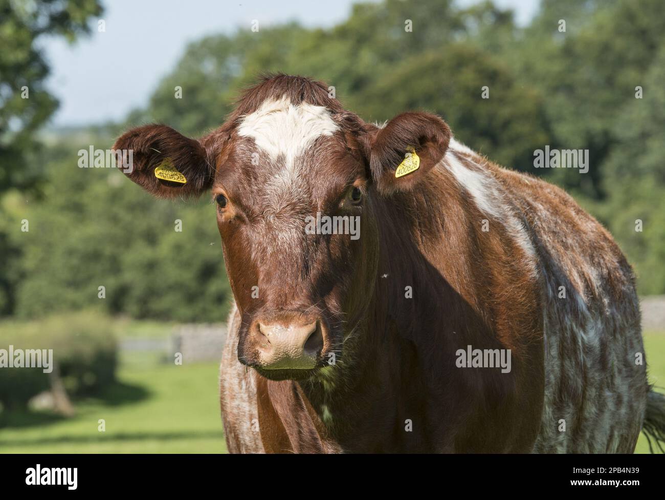 Short horned dairy cattle hi-res stock photography and images - Alamy