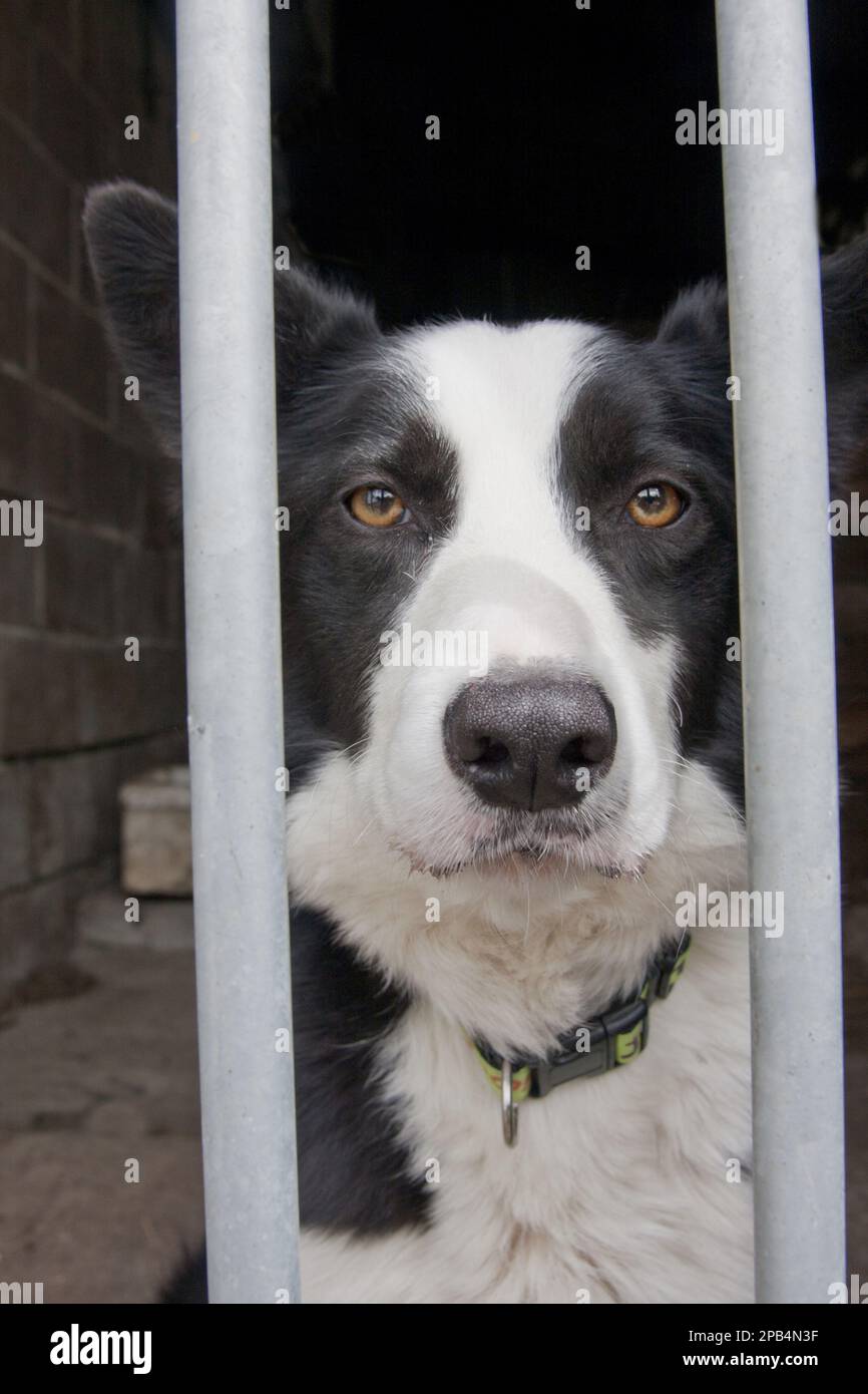 Domestic dog, border collie, working sheepdog, puppy, close-up of head ...