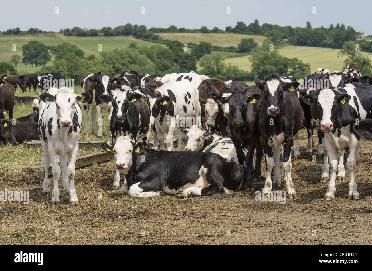 Domestic cattle, dairy cows with heifers and steers, mixed young herd ...