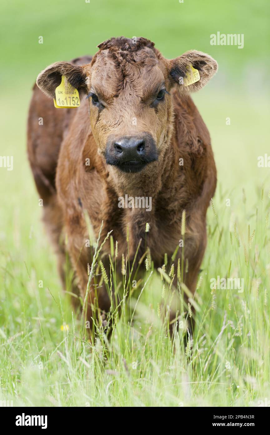 The fattened calf hi-res stock photography and images - Alamy
