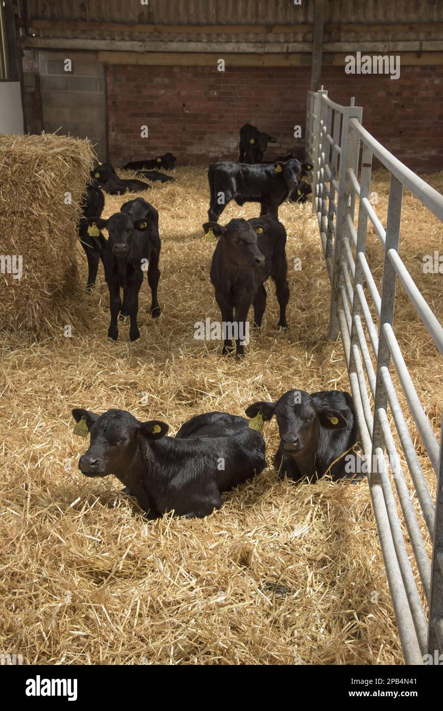 Aberdeen cattle, Aberdeen beef, Aberdeen cattle, purebred, livestock ...