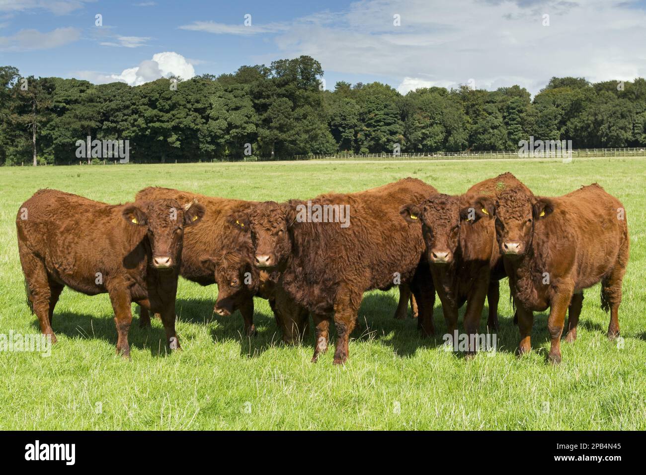 Luingrind, Luing cattle, purebred, livestock, domestic animals, cloven ...