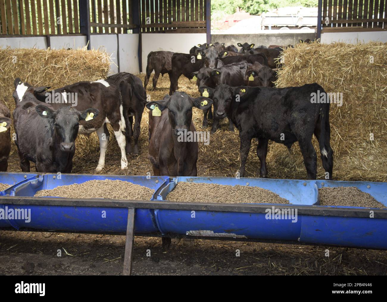 Aberdeen cattle, Aberdeen beef, Aberdeen cattle, purebred, livestock ...