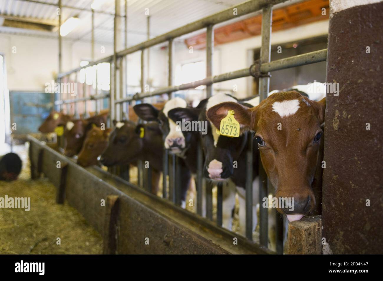 Domestic Cattle, dairy calves, housed indoors, looking through feed ... Domestic Cattle, dairy calves, housed indoors, looking through feed ...
