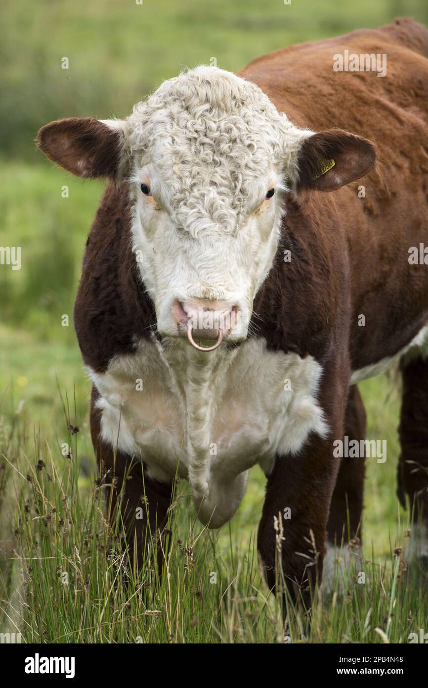 Hereford cattle, Hereford cattle, purebred, livestock, domestic animals ...