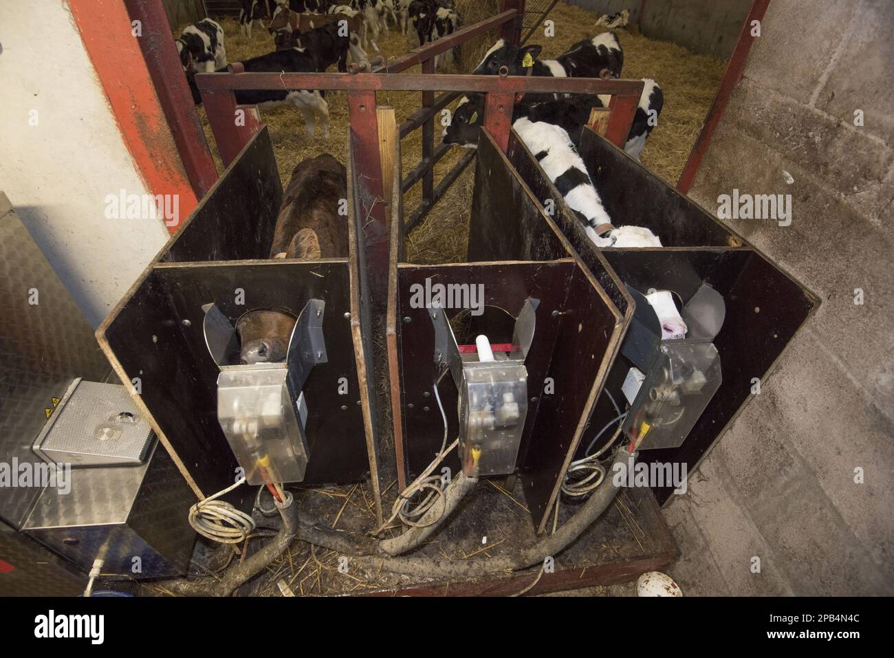 Domestic cattle, dairy calves, feeding on the Volac Urban U40 milk ...