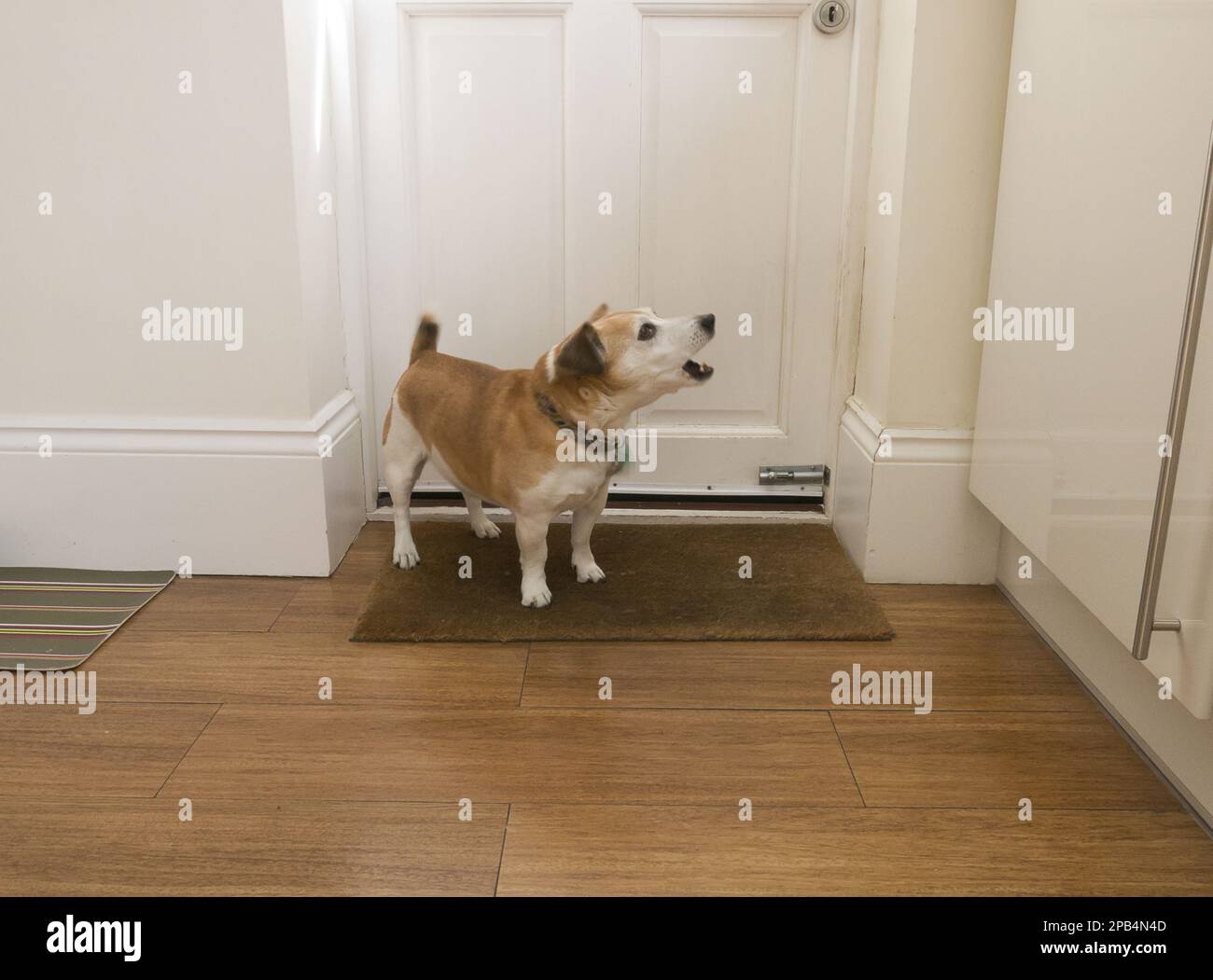 Jack Russell Terrier, pedigree dogs, terriers, domestic dogs, pets ...