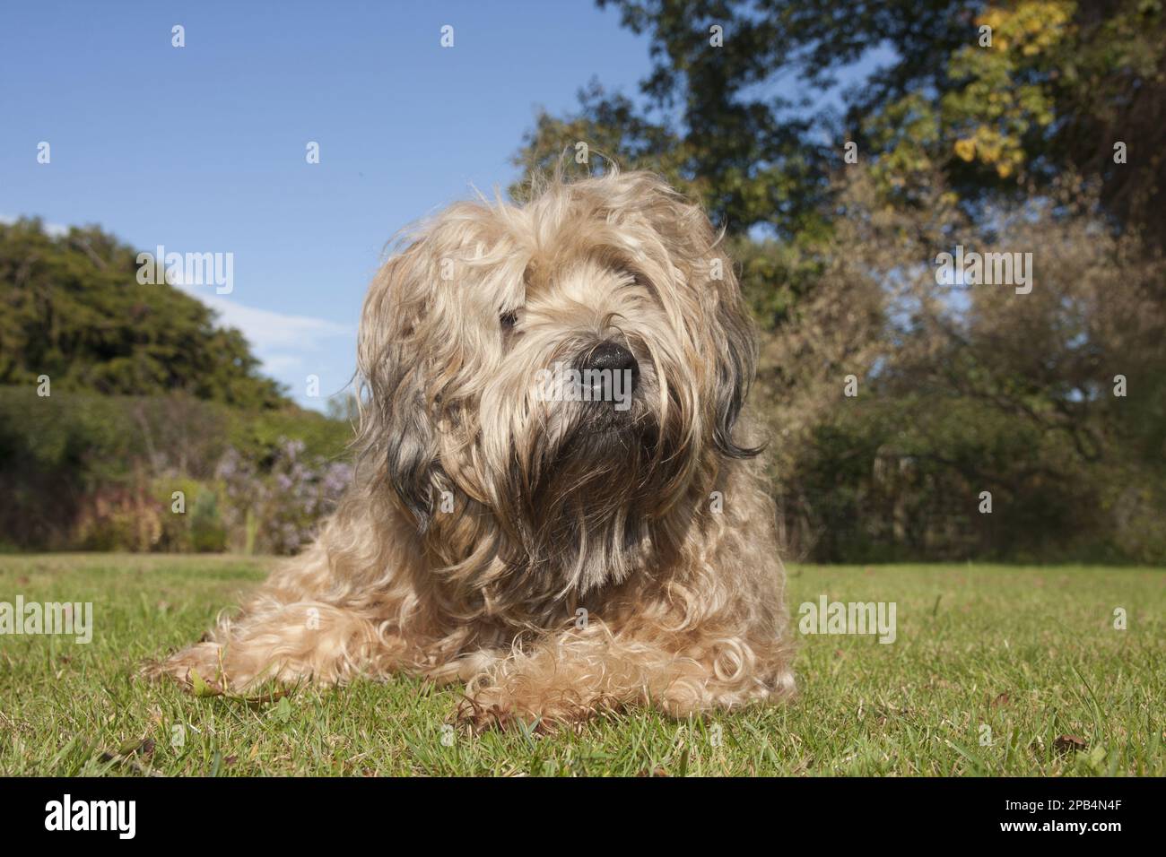 Domestic dog, wheat terrier with soft coat, adult, lying on grass in ...