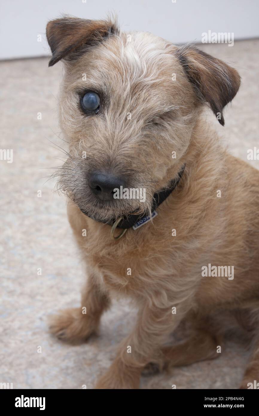 Domestic dog, Jack Russell terrier, adult female, with cataract and one ...