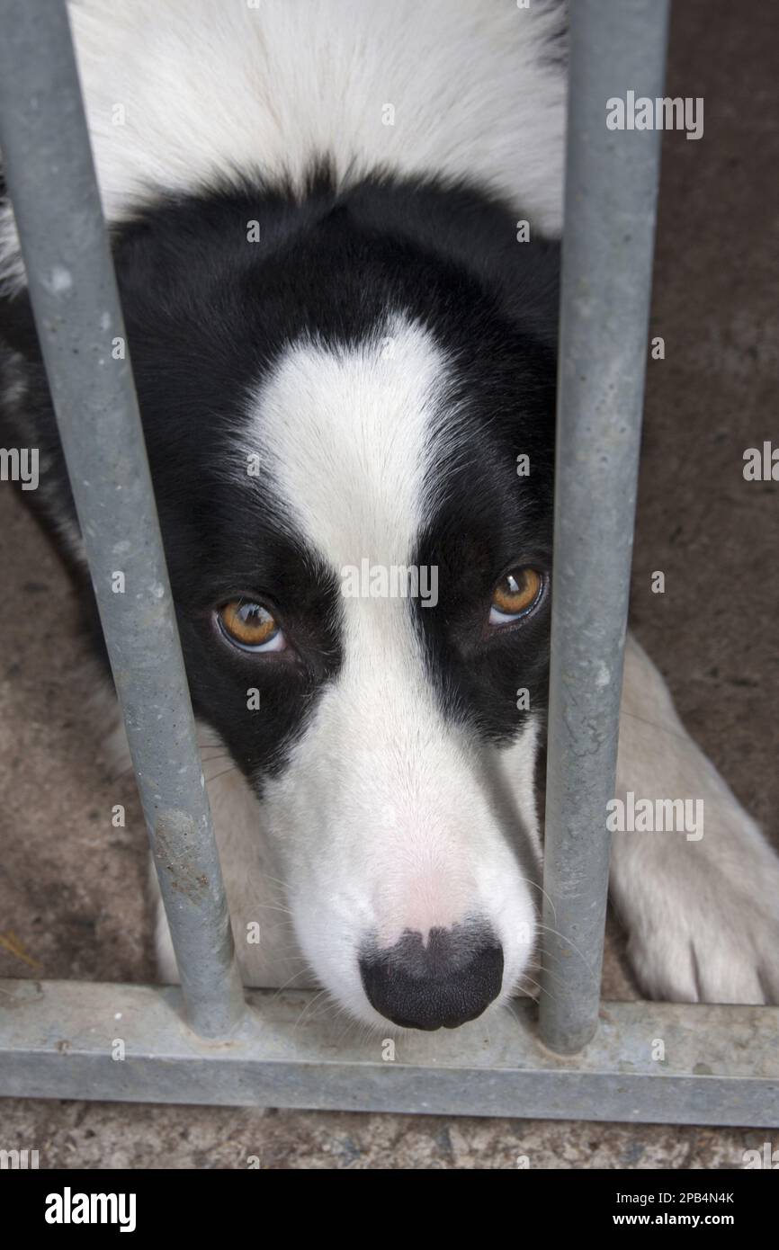 Domestic dog, border collie, working sheepdog, puppy, close-up of head ...