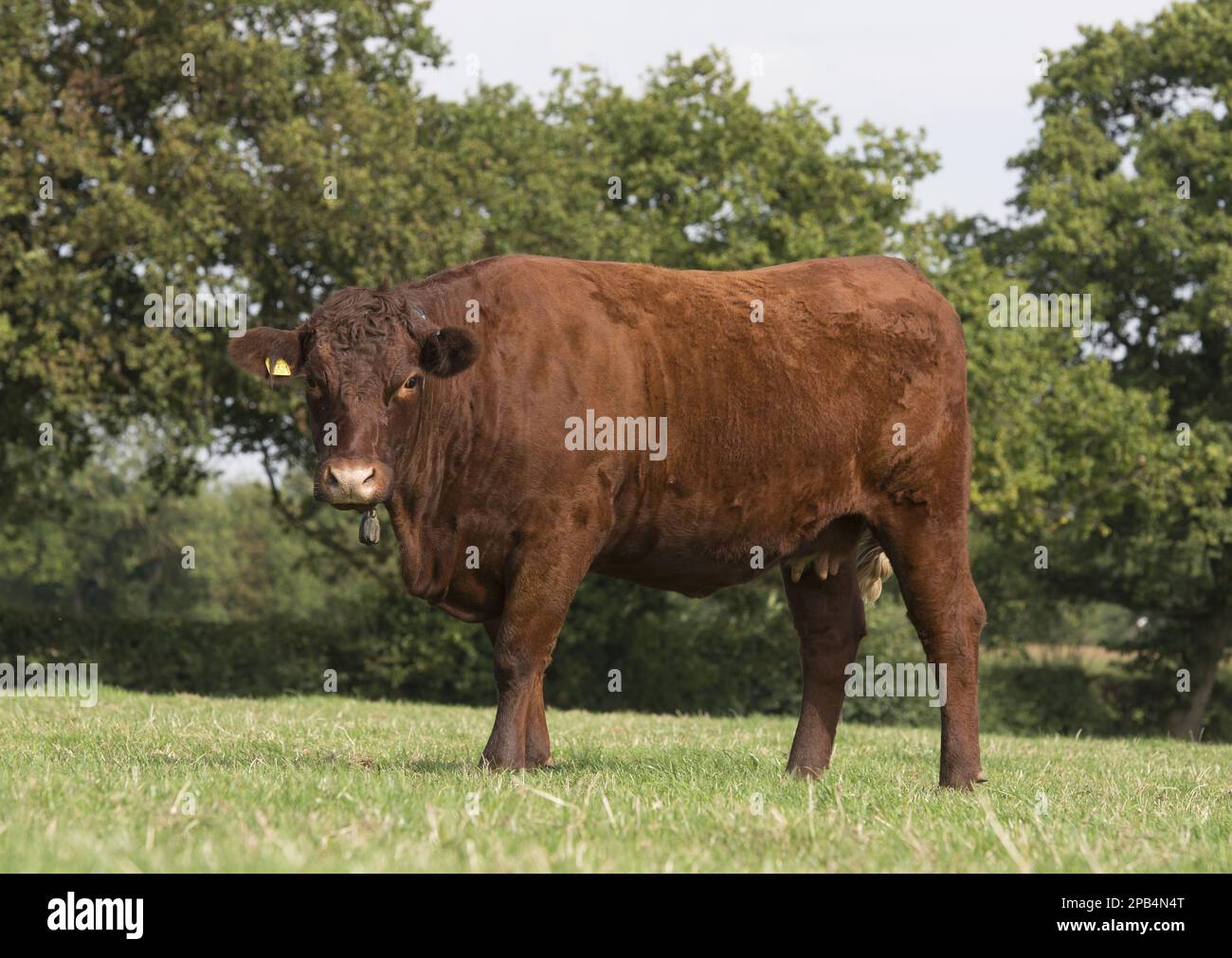 Red Ruby Devon cattle, purebred, livestock, domestic, cloven-hoofed ...