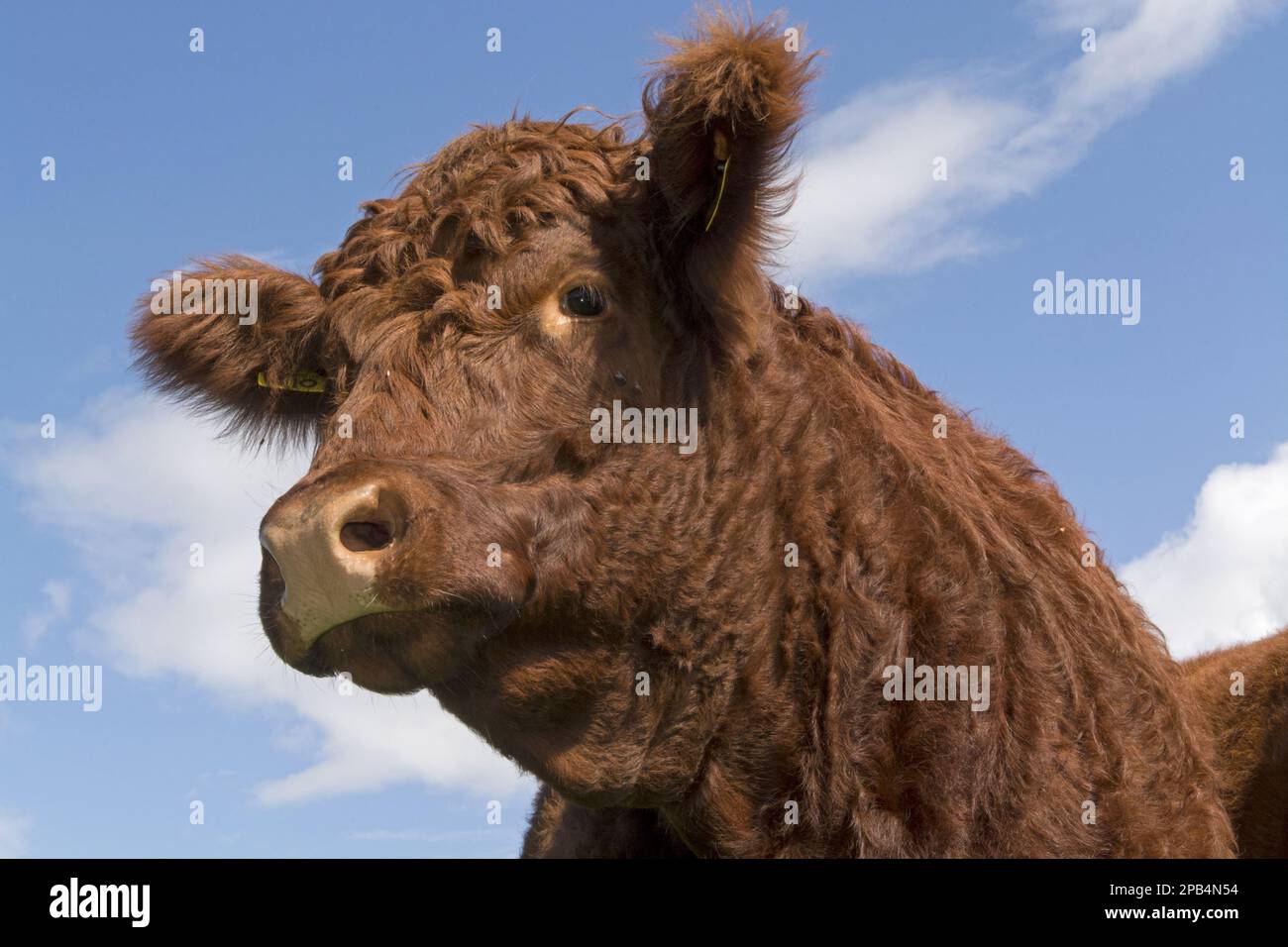 Luingrind, Luing cattle, purebred, livestock, domestic animals, cloven ...