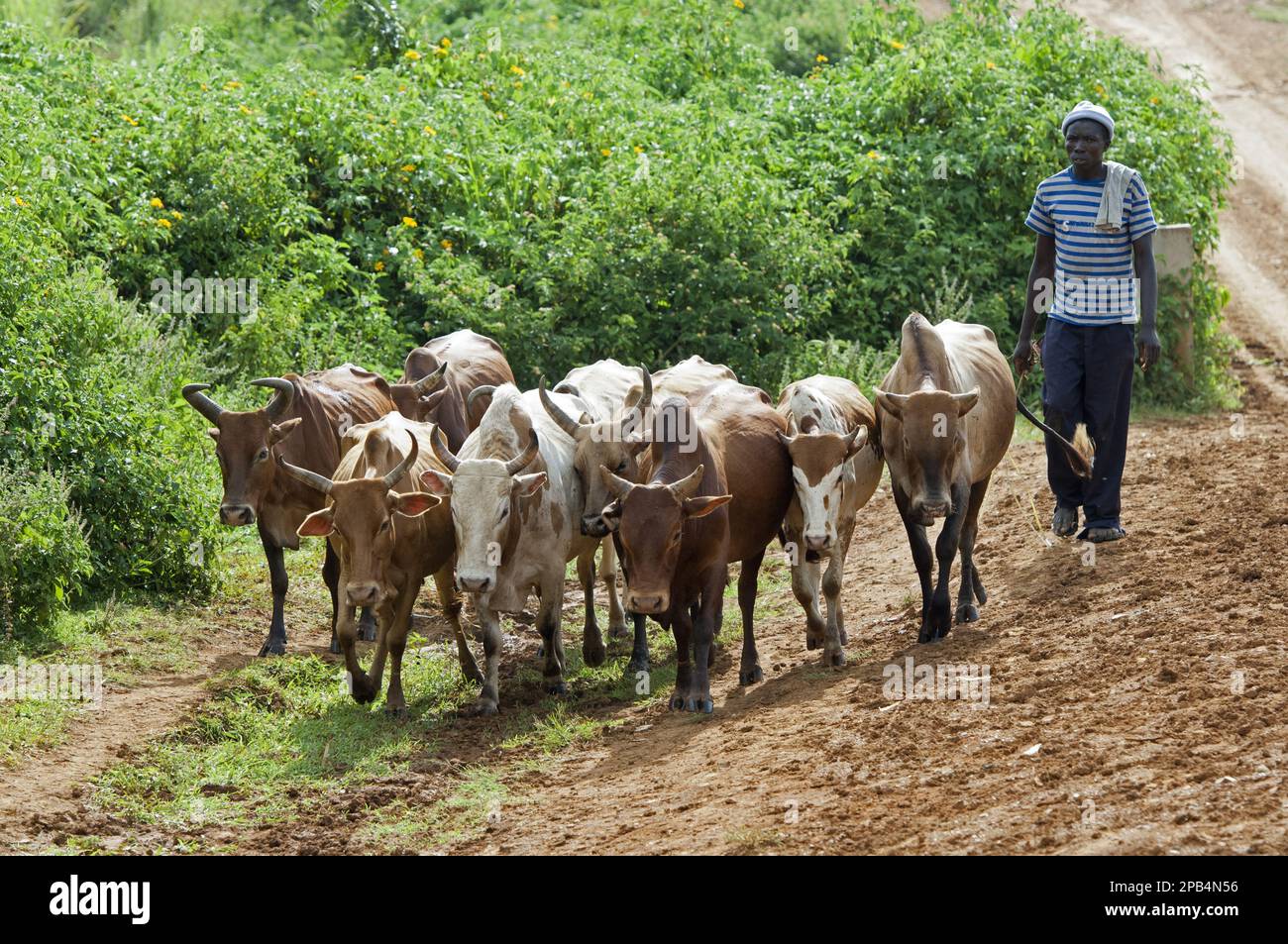 Domestic cattle, indigenous breed, herd being moved along a dirt track ...