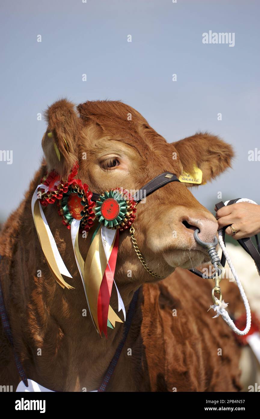 Domestic cattle, Limousin cattle, close-up of head, show champion with ...