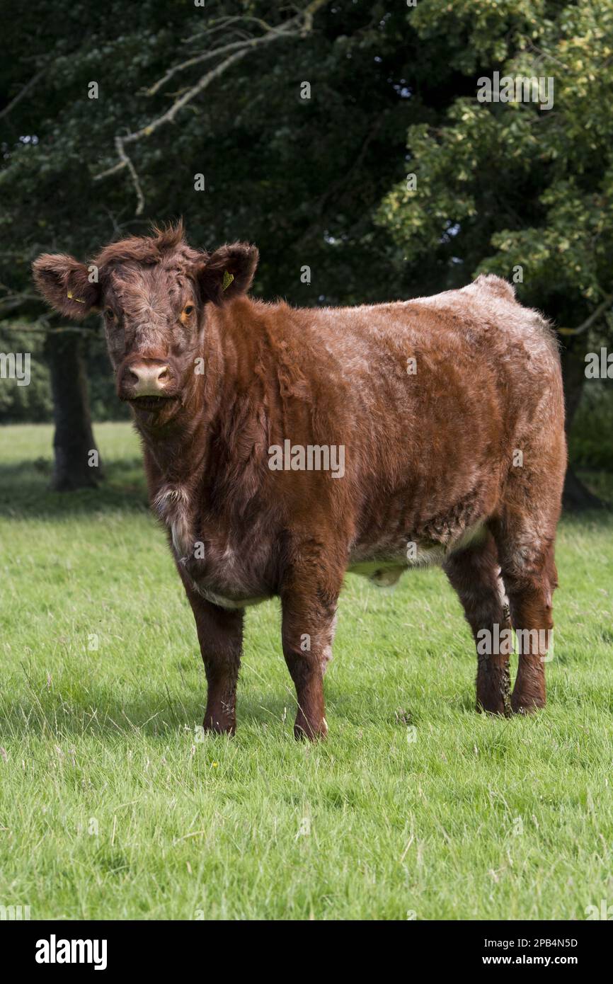 Luingrind, Luing cattle, purebred, livestock, domestic animals, cloven ...