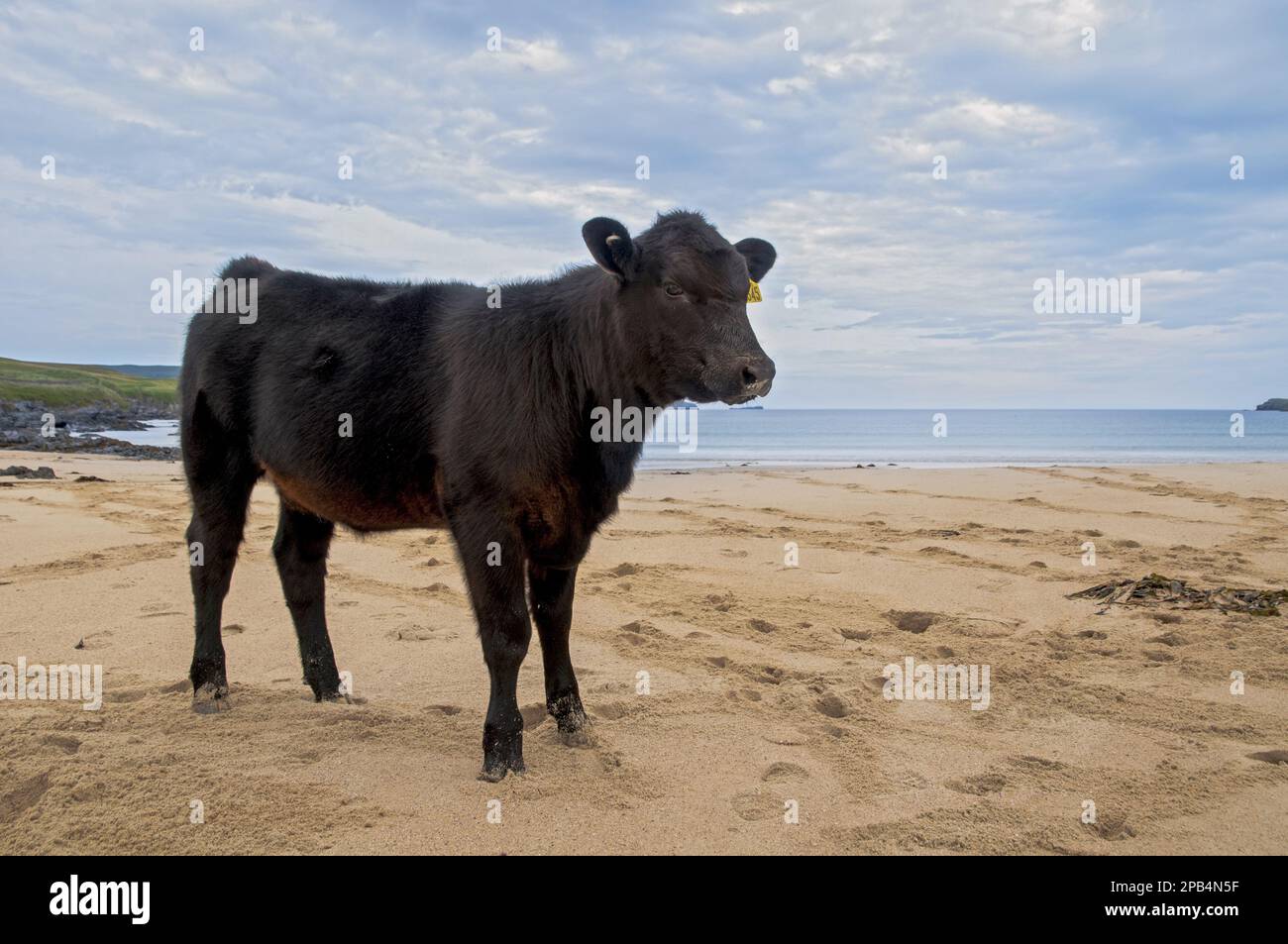Domestic cattle, steer calf, standing on beach, Balnakeil Bay, Durness ...