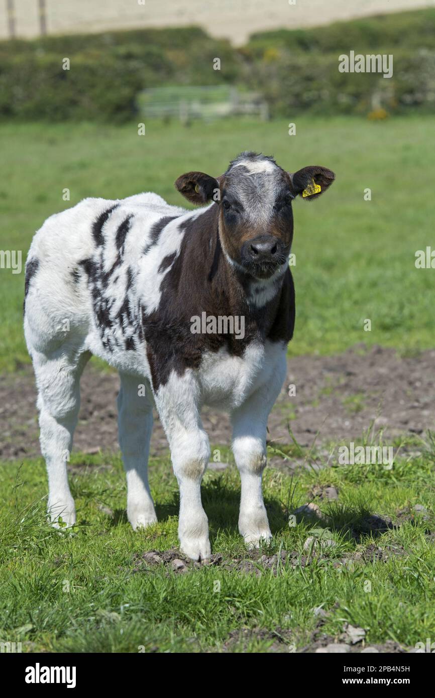 British Blue cattle, purebred, livestock, pets, cloven-hoofed, animals ...