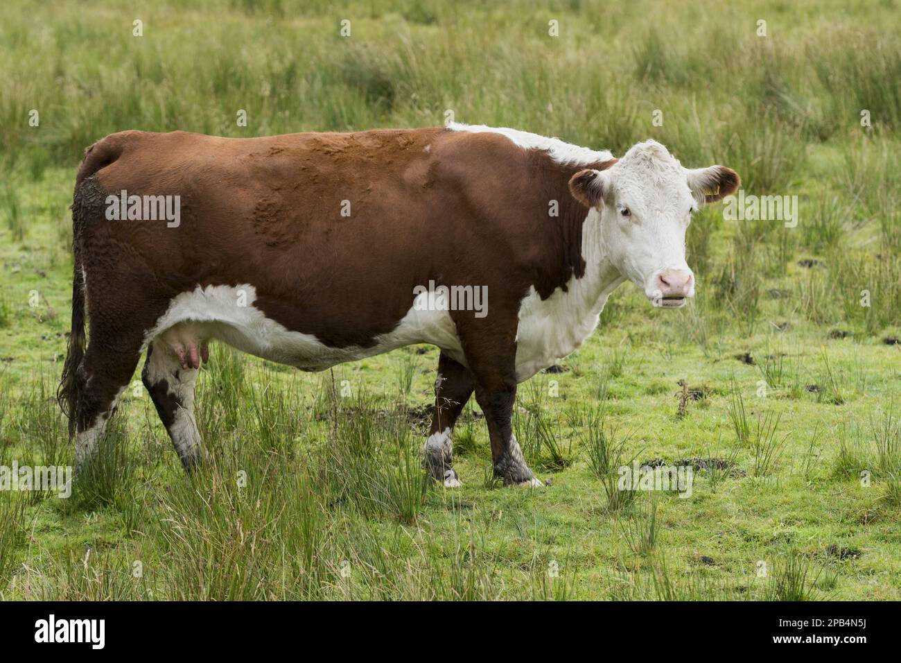Hereford cattle, Hereford cattle, purebred, livestock, domestic animals ...