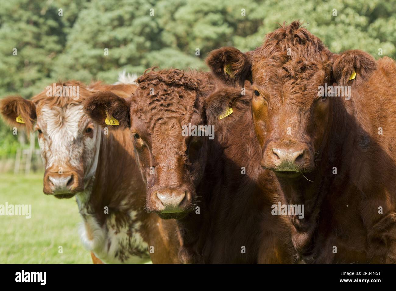 Luingrind, Luing cattle, purebred, livestock, domestic animals, cloven ...