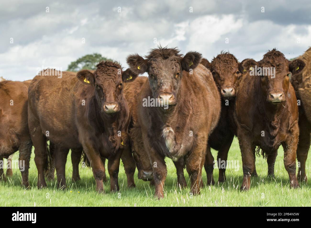 Luingrind, Luing cattle, purebred, livestock, domestic animals, cloven ...