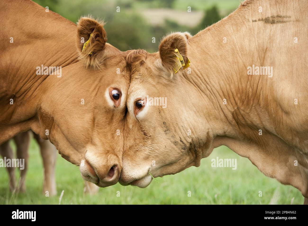 Domestic cattle, Limousin cows, close up of heads, fighting each other ...