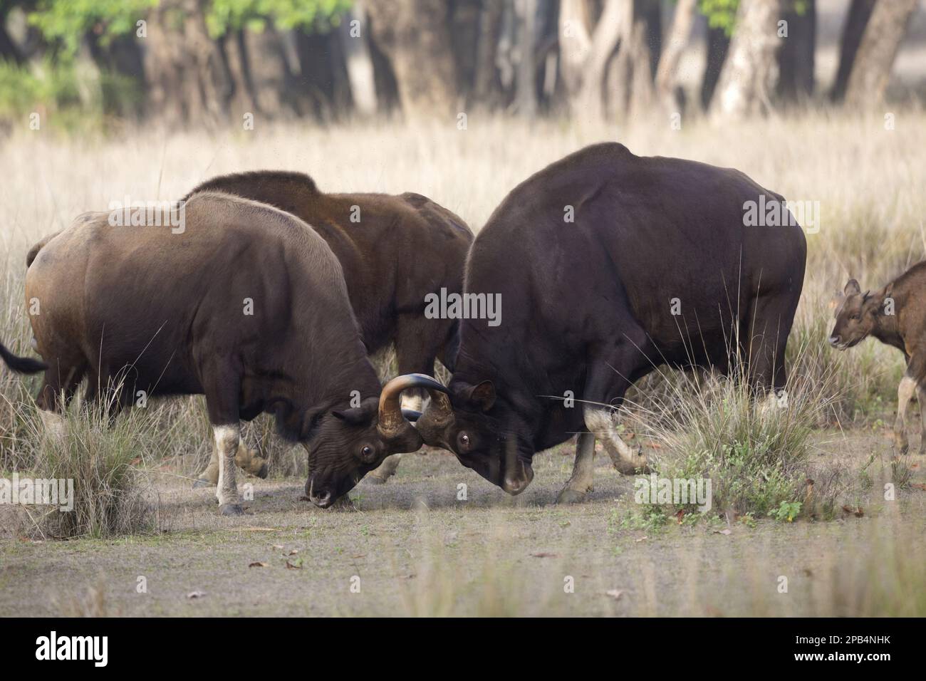 Gaur behavior hi-res stock photography and images - Alamy