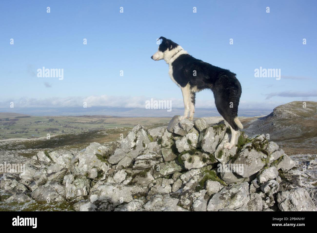Domestic dog, border collie, working sheepdog, adult, standing among ...