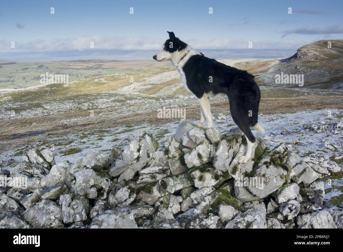 Domestic dog, border collie, working sheepdog, adult, standing among ...