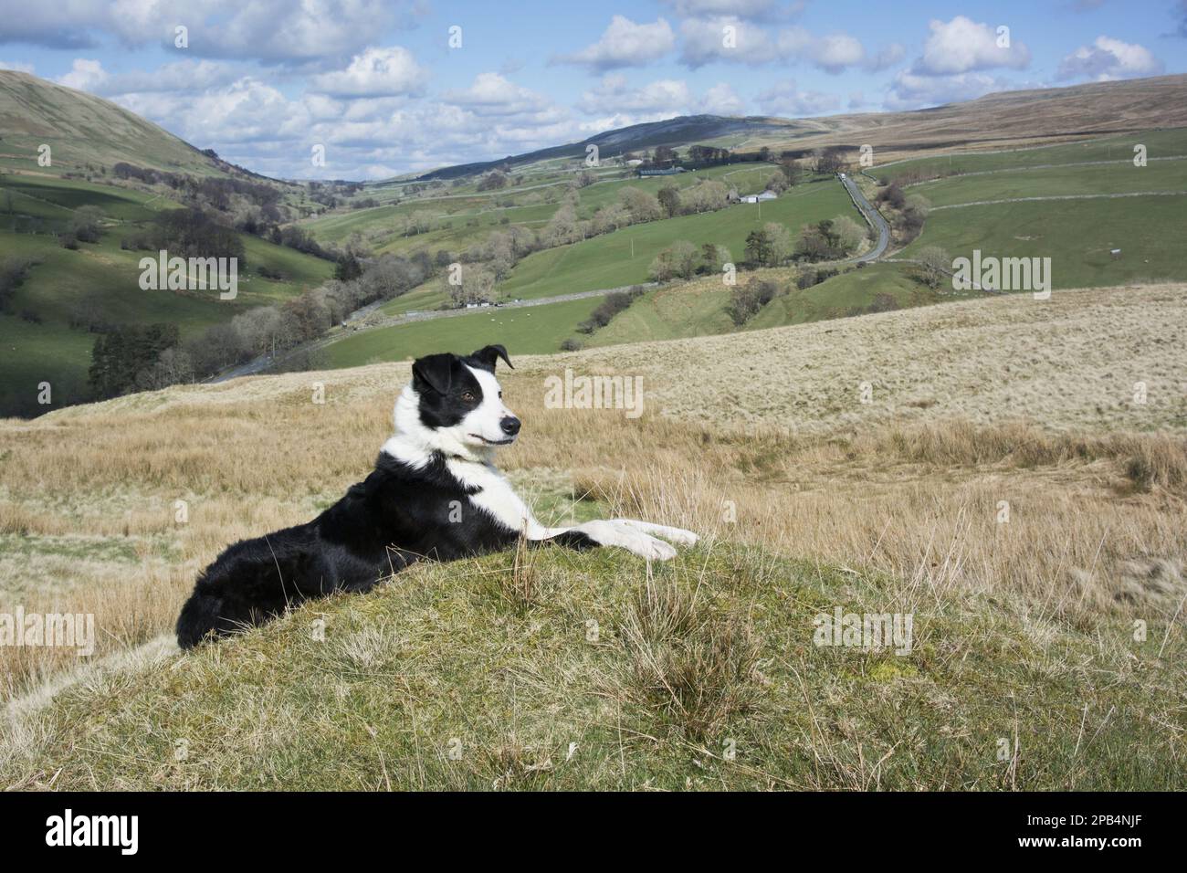 Border Collies, pedigree dogs, herding dogs, domestic dogs, pets, pets ...