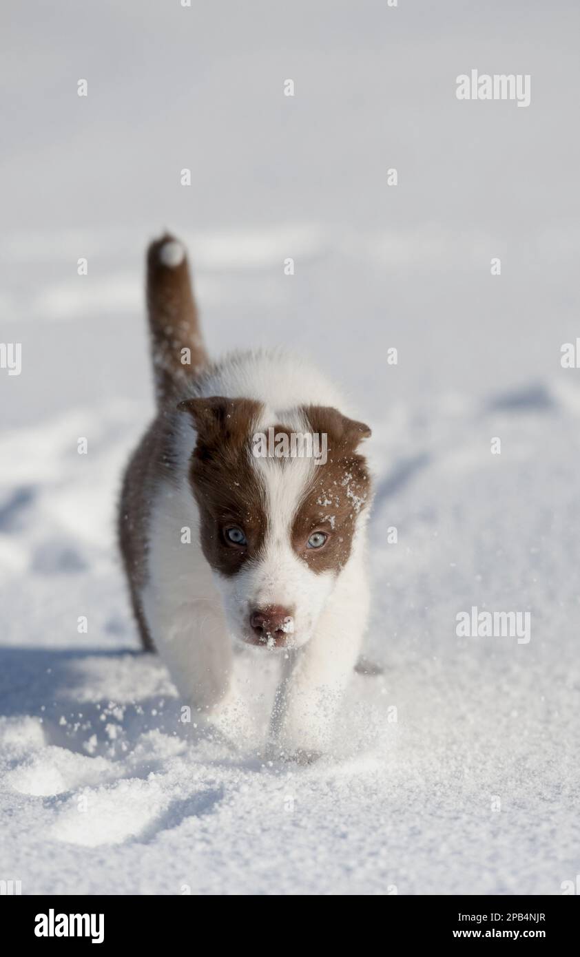 Domestic dog, border collie, working sheepdog, puppy, running in the ...