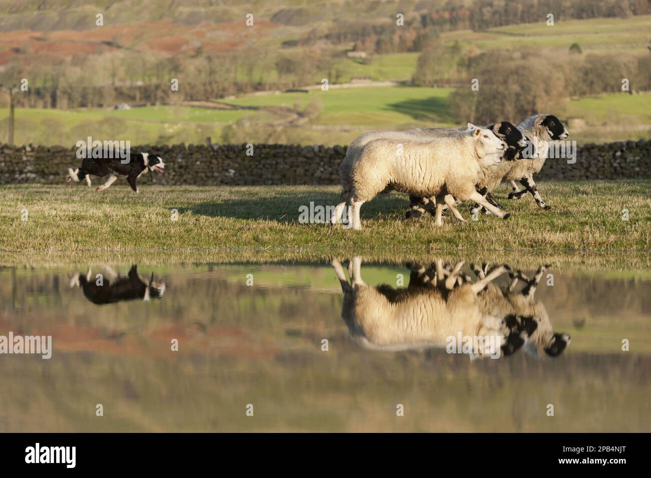 Domestic Dog, Border Collie, working sheepdog, adult, rounding up sheep ...