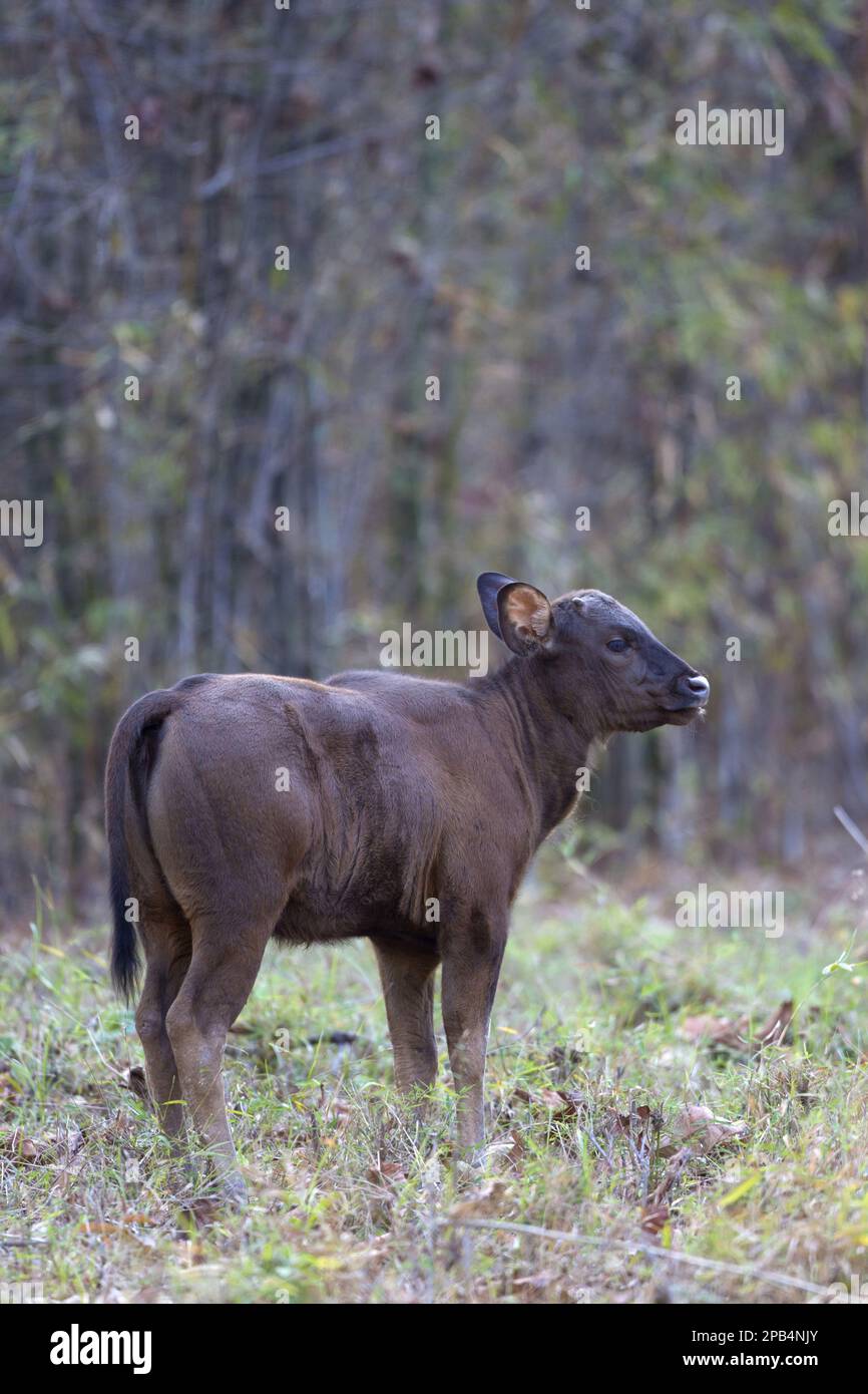 Gaur (Bos gaurus), ungulates (cloven-hoofed animals), cattle, mammals ...