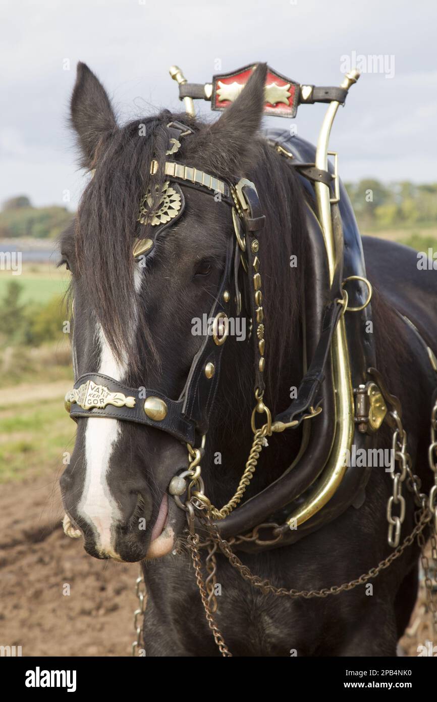 Cold-blooded horses, cold-blooded, domestic animals, ungulates, farm ...