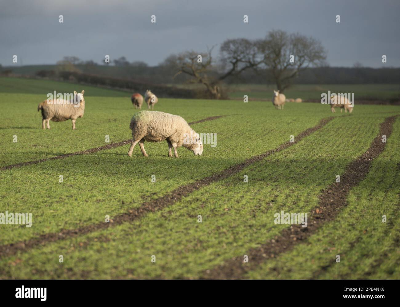 Sheep per hectare hi-res stock photography and images - Alamy