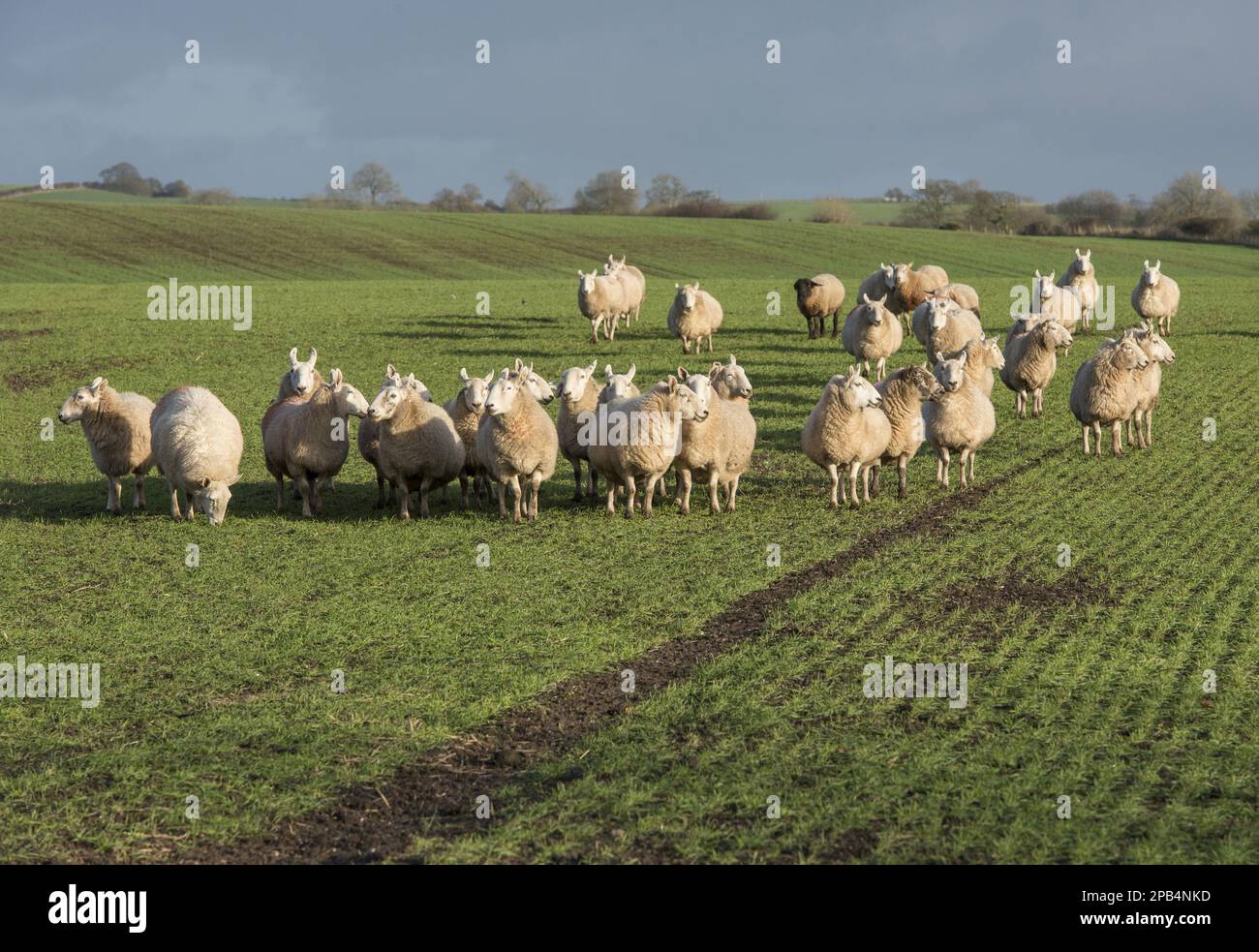 Sheep per hectare hi-res stock photography and images - Alamy