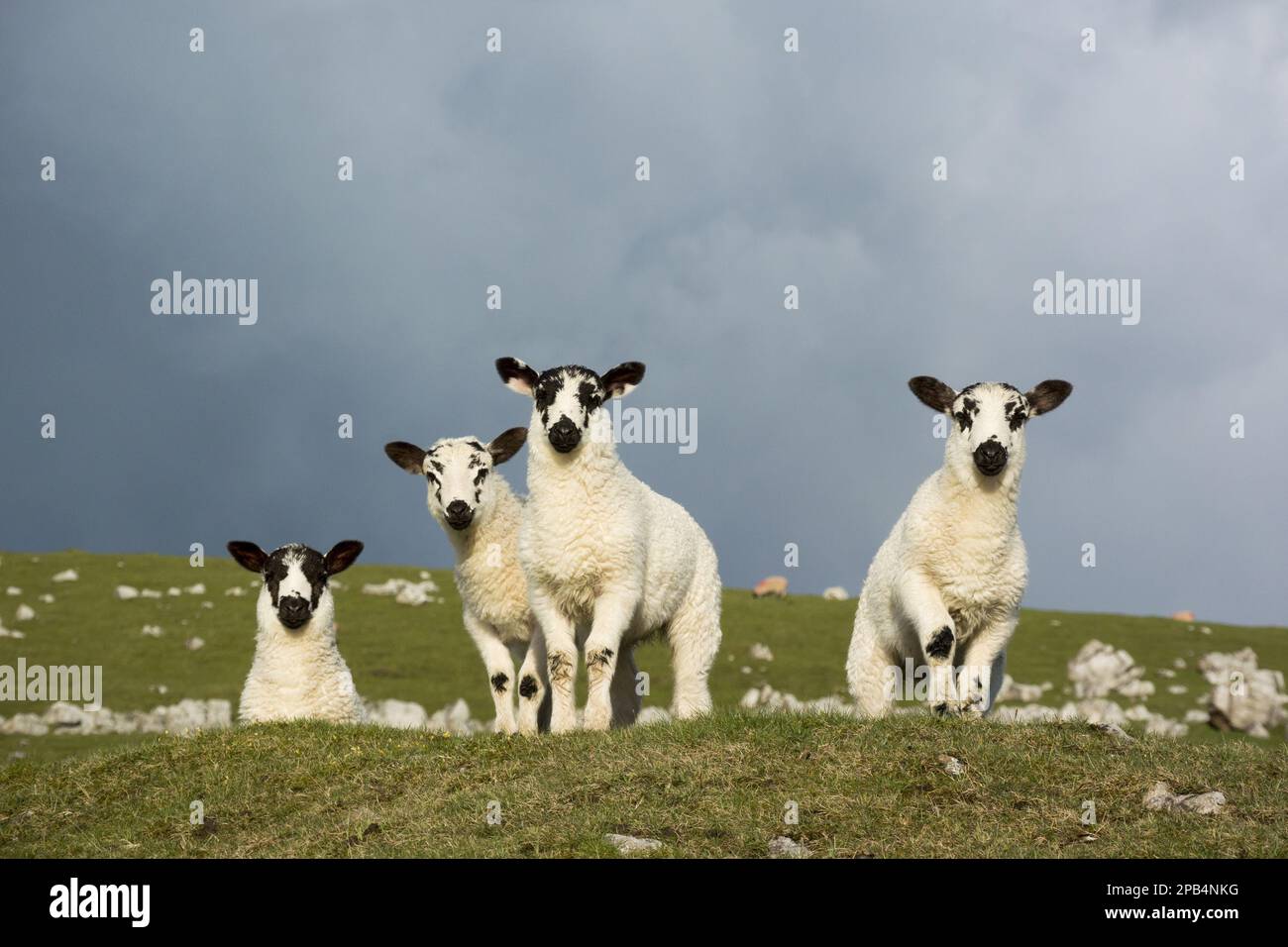 Domestic sheep, domestic animals, ungulates, farm animals (cloven ...