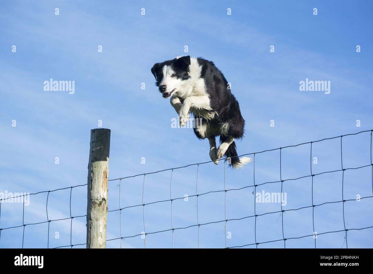 Domestic dog, border collie, working sheepdog, adult, jumping wire ...