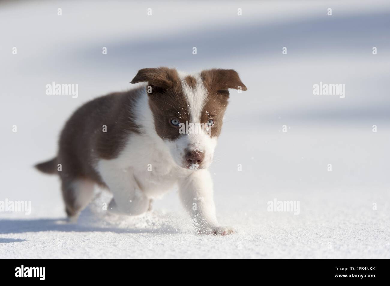 Domestic dog, border collie, working sheepdog, puppy, running in the ...