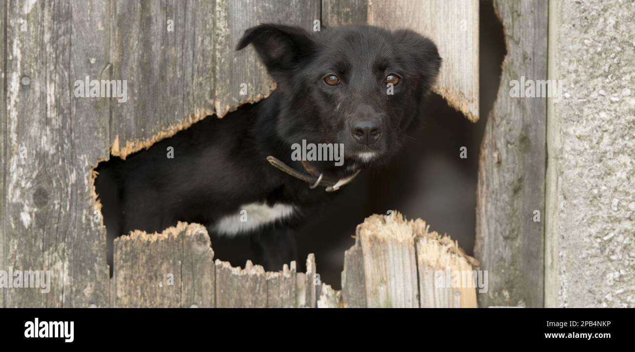 Domestic dog, border collie, working sheepdog, puppy, head stuck ...
