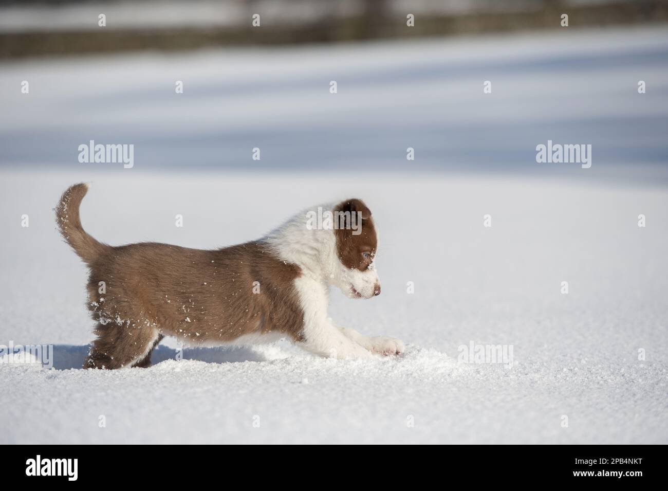 Domestic dog, border collie, working sheepdog, puppy, playing in the ...