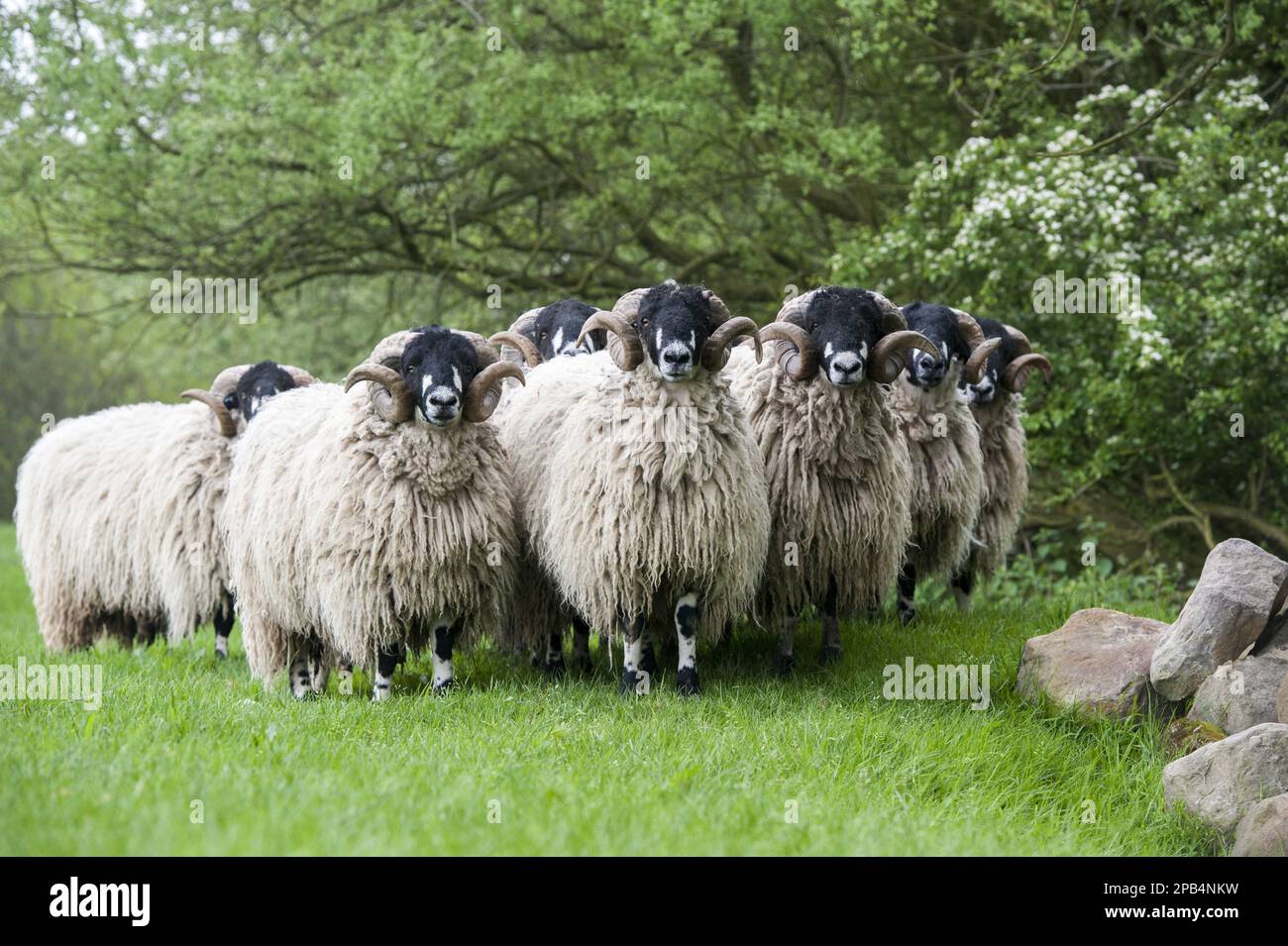 Dalesbred sheep, Dalesbred ewes, purebred, domestic animals, ungulates ...