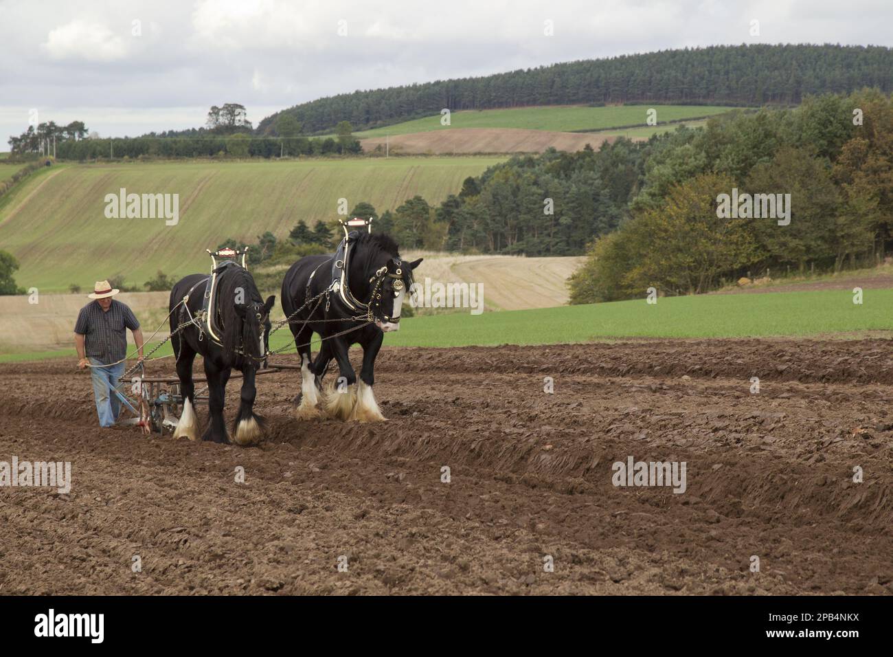 Cold-blooded horses, cold-blooded, domestic, ungulates, farm animals ...
