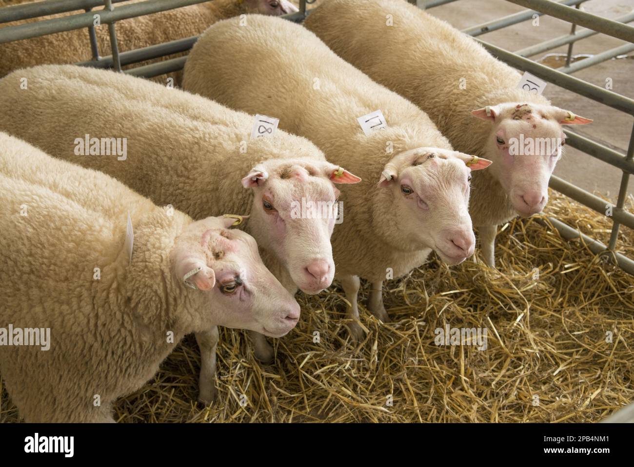 Charmoise Sheep, purebred, domestic animals, ungulates, livestock ...