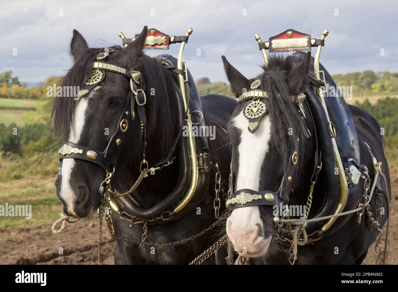 Cold-blooded horses, domestic animals, hoofed animals, farm animals ...