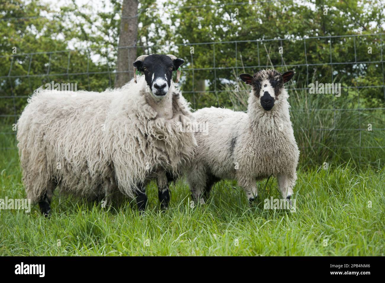 Dalesbred sheep, Dalesbred ewe, purebred, domestic, ungulates ...