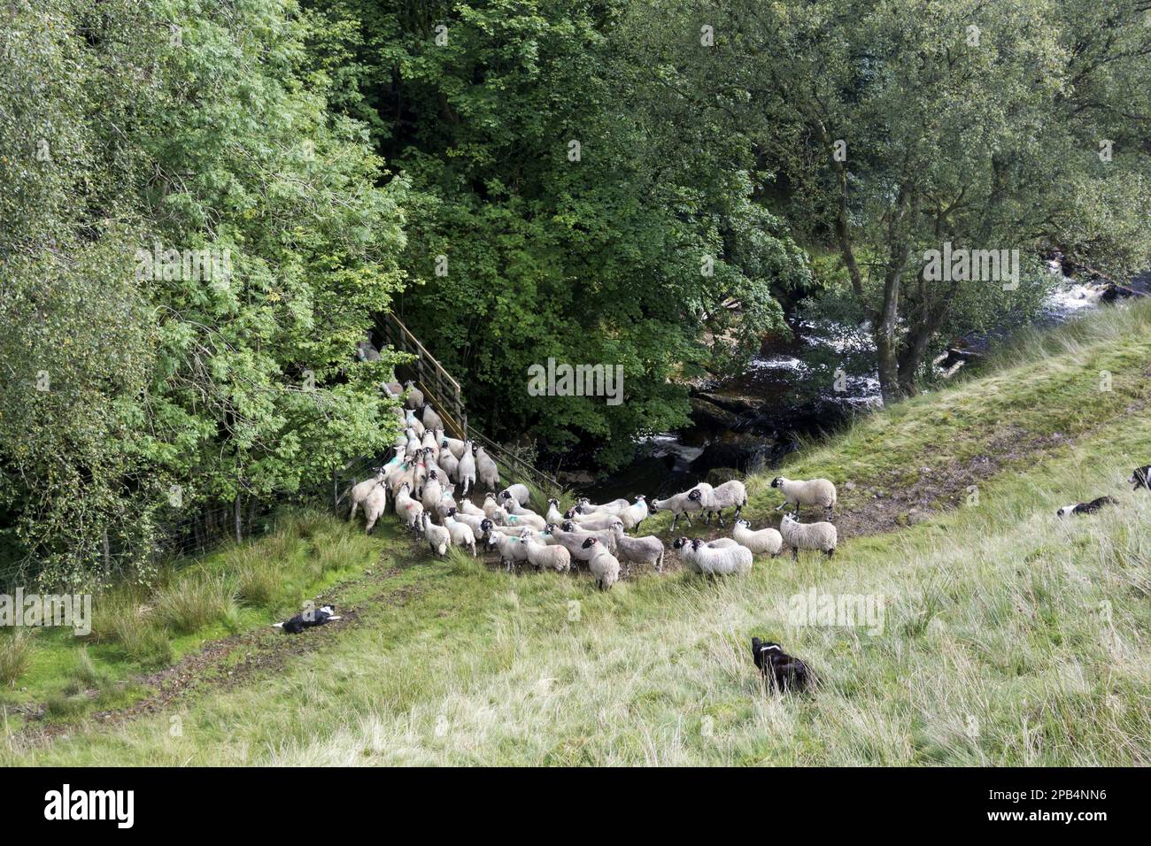 Domestic dog, border collie, working sheepdogs, gathering flocks of ...