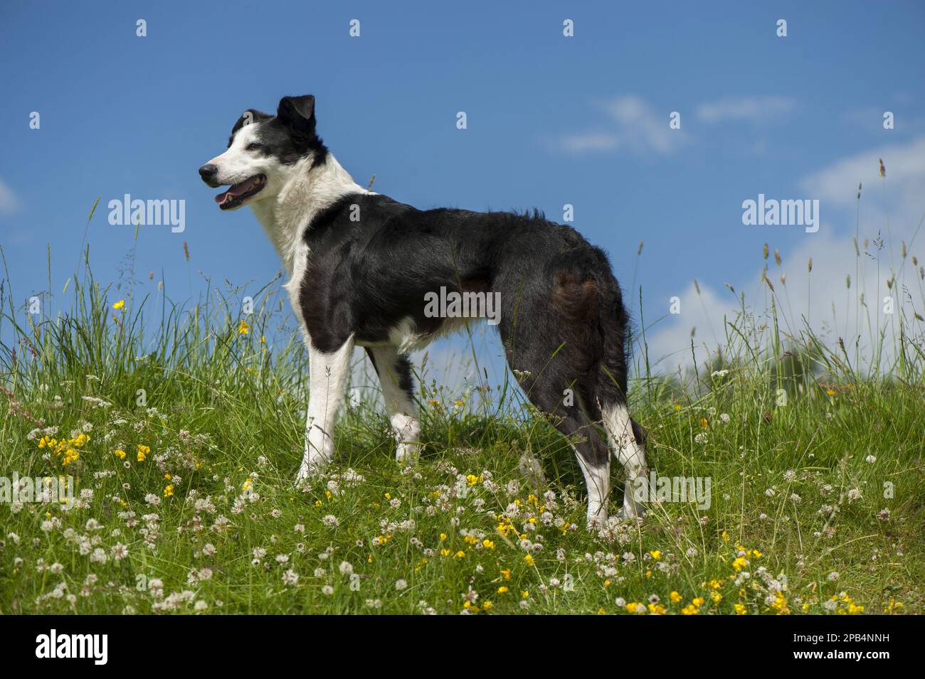 Domestic dog, border collie, working sheepdog, adult, panting, standing ...