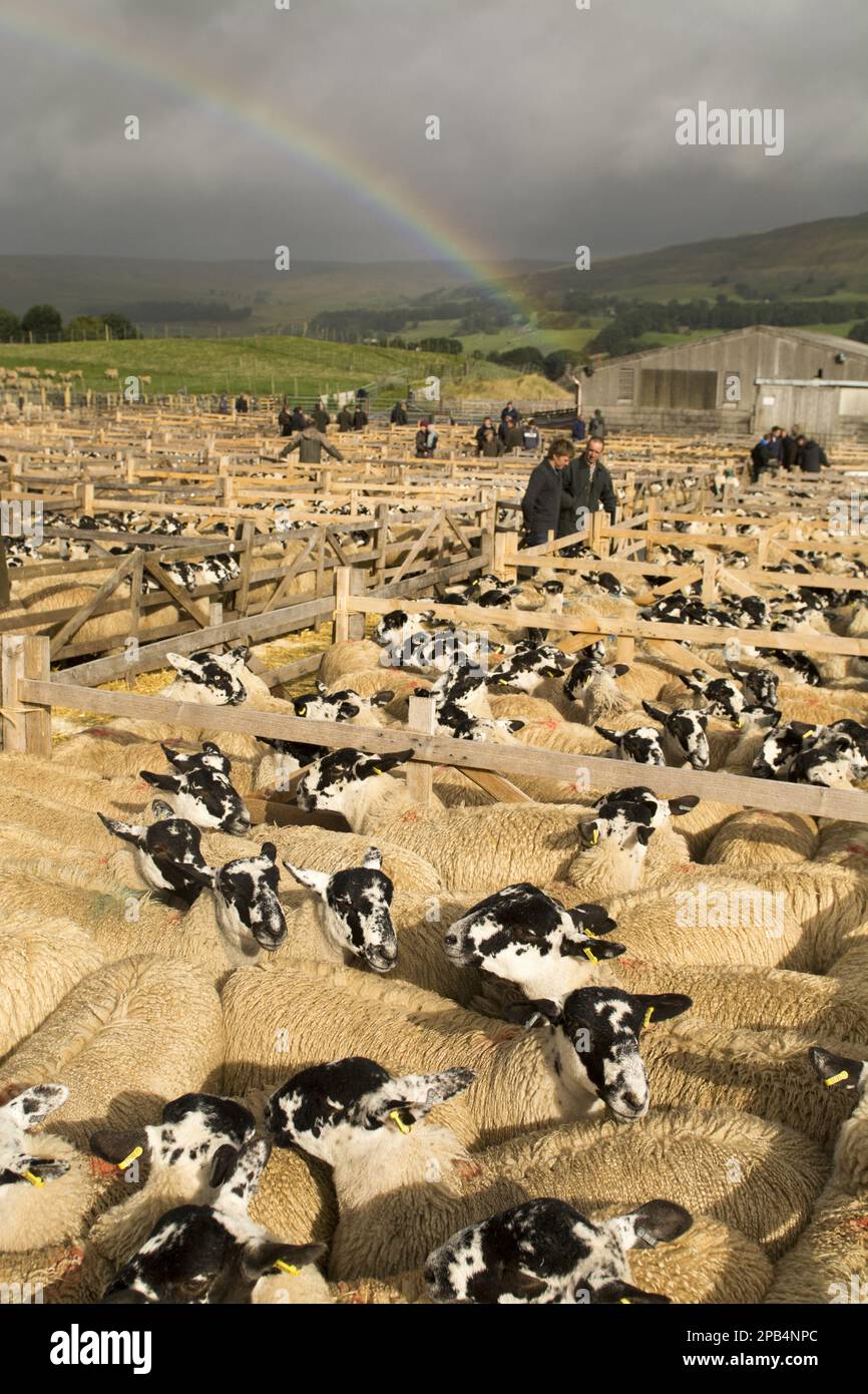 Domestic sheep, mule sheep, with farmers looking at flocks in pens at ...